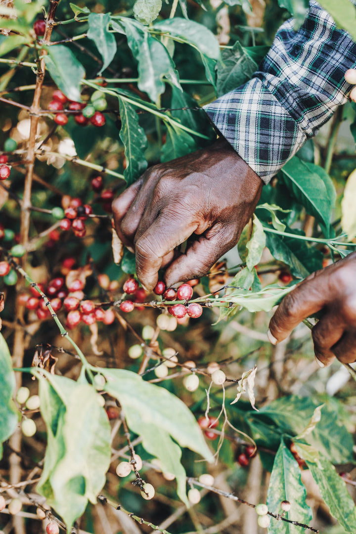 Building Three Coffee